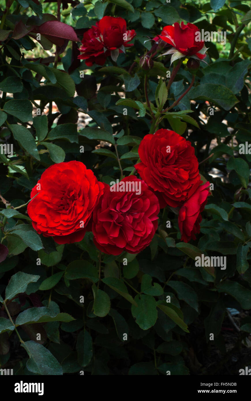 Trumpeter hi-res stock photography and images - Alamy