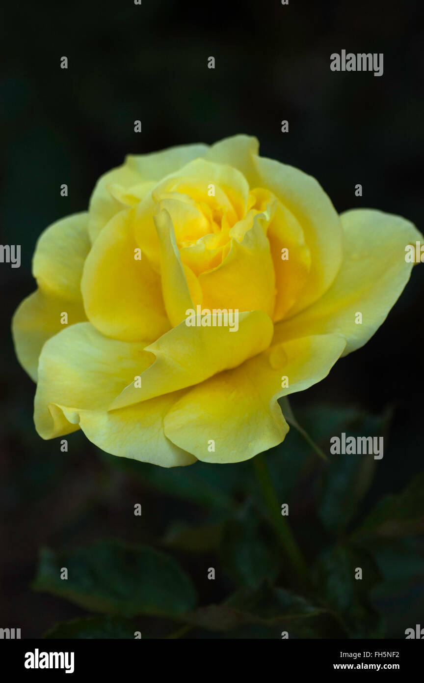 Rose SUNSPRITE Stock Photo - Alamy