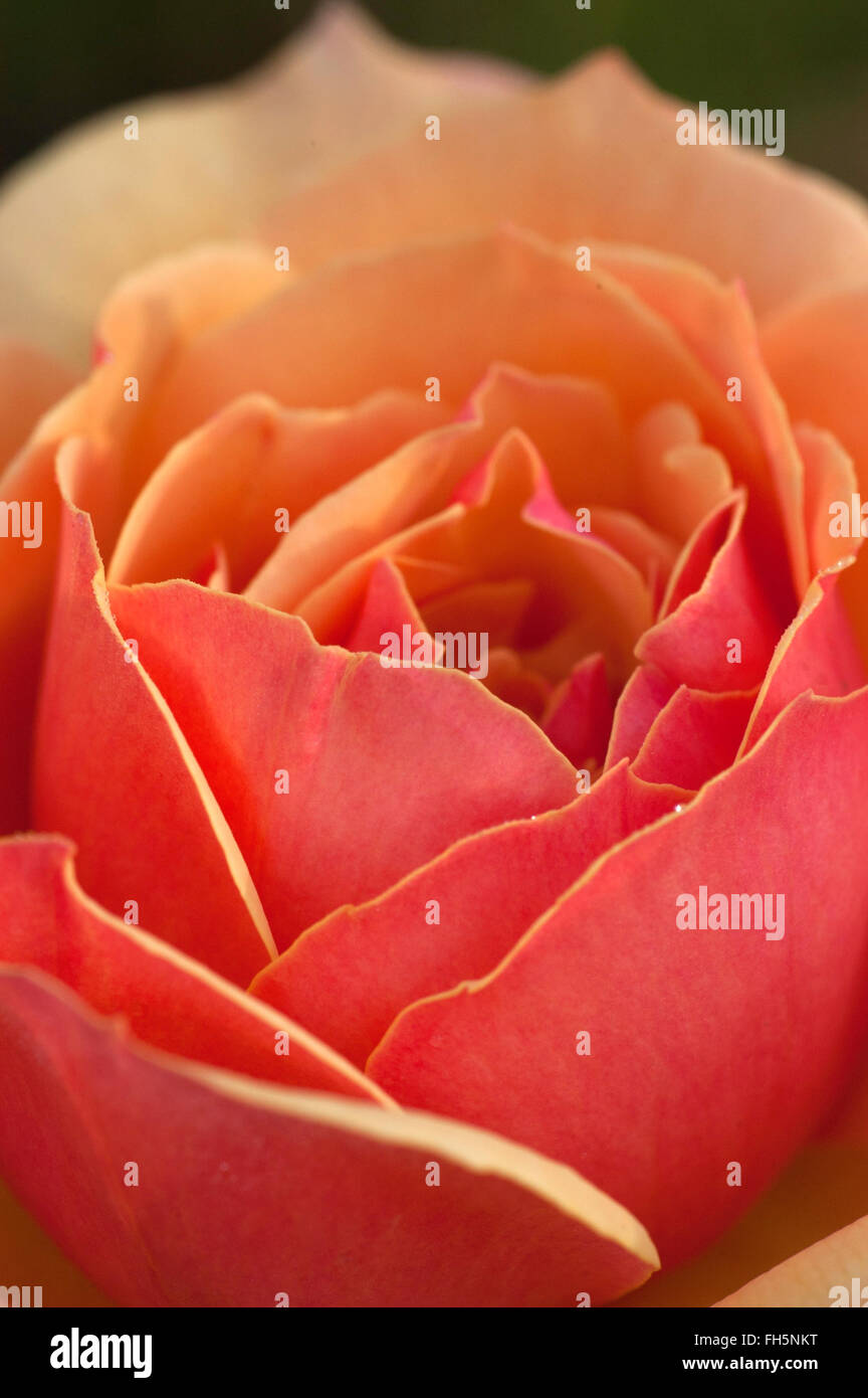 Rose ABOUT FACE Stock Photo - Alamy