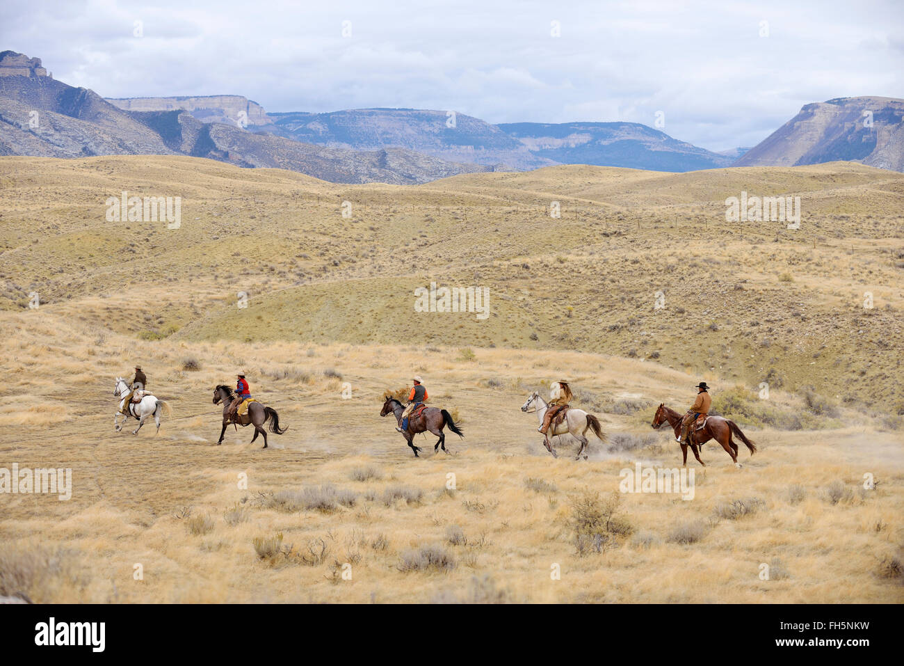 Running american quarter horse hi-res stock photography and images - Alamy