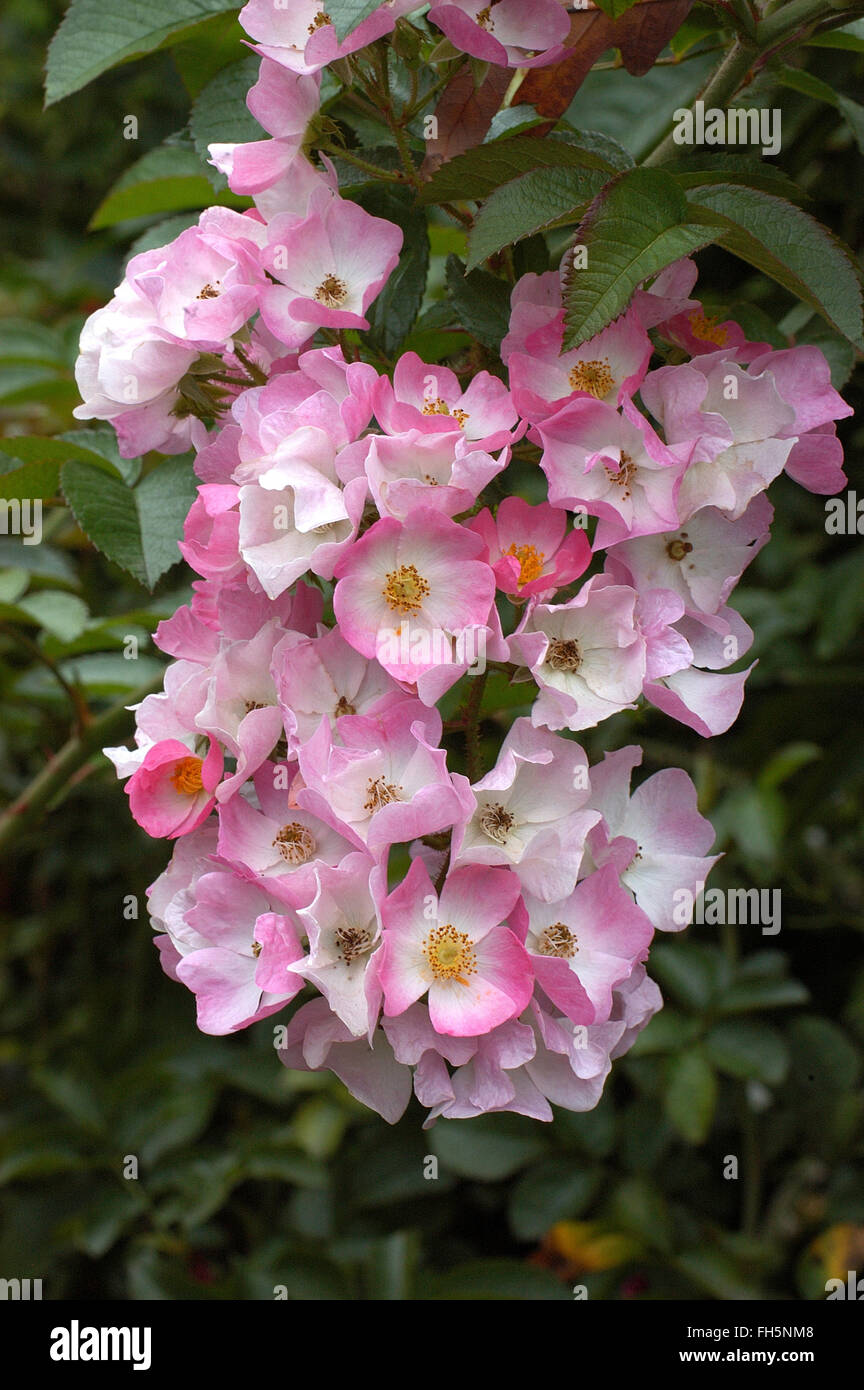 Rose Ballerina, Hybrid Musk, Shrub Stock Photo - Alamy