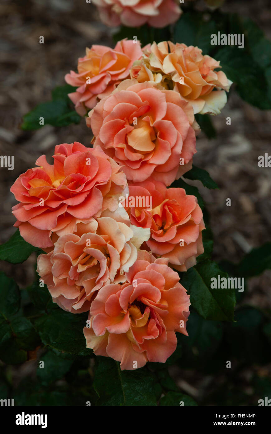 Rose Brass Band Stock Photo - Alamy