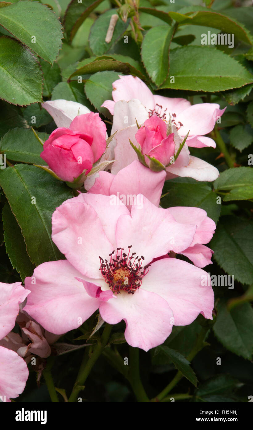 Light pink hybrid tea rose hi-res stock photography and images - Alamy