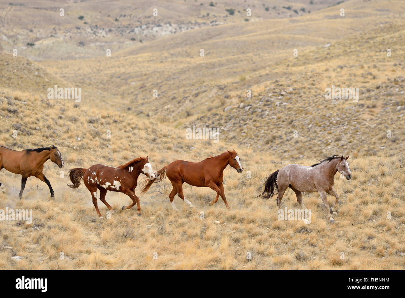 Four horses running in a field hi-res stock photography and images - Alamy