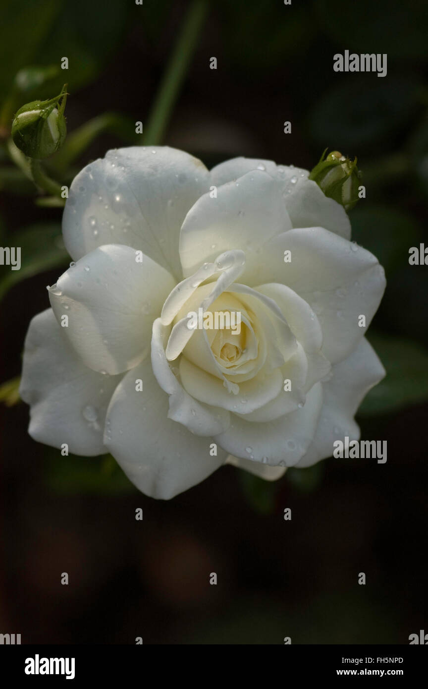 Lush white rose roses bush hi-res stock photography and images - Alamy