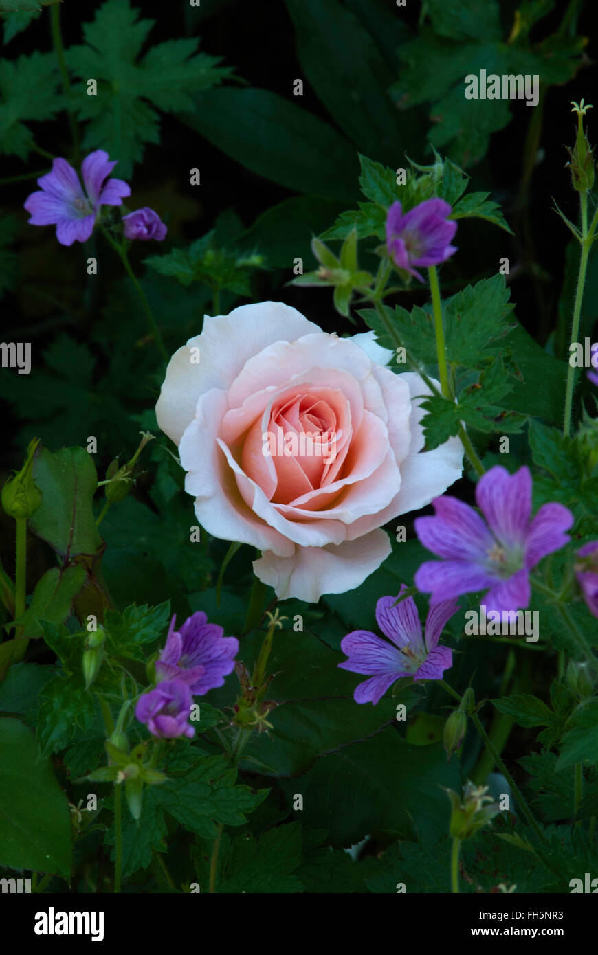 Rose Strauss High Resolution Stock Photography and Images - Alamy