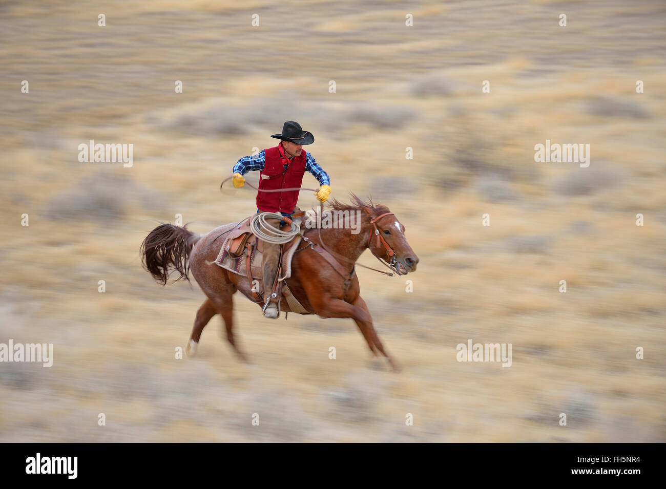 Tracking galloping horse hi-res stock photography and images - Alamy