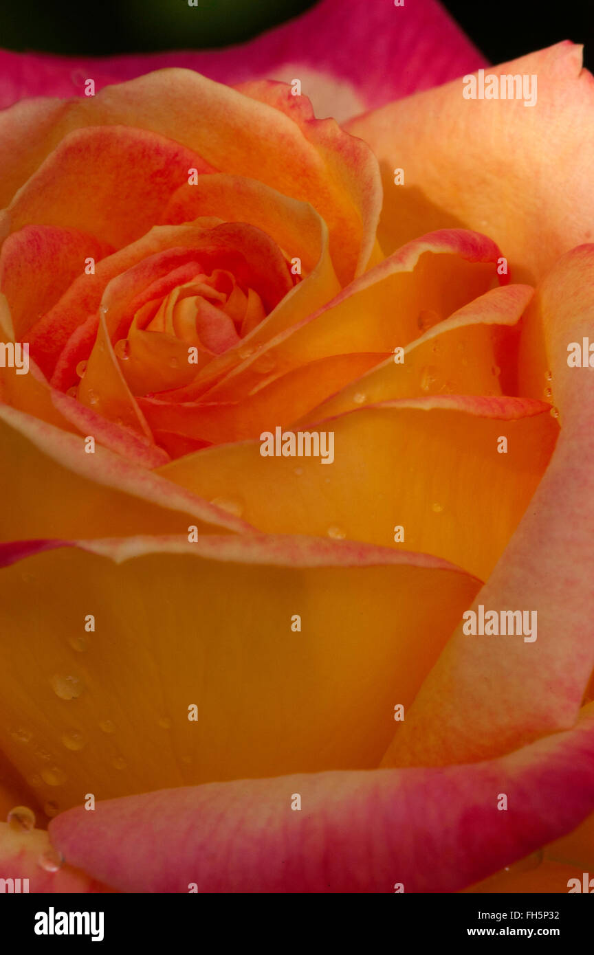 Rose Rosa LOVE AND PEACE, Hybrid tea Stock Photo - Alamy