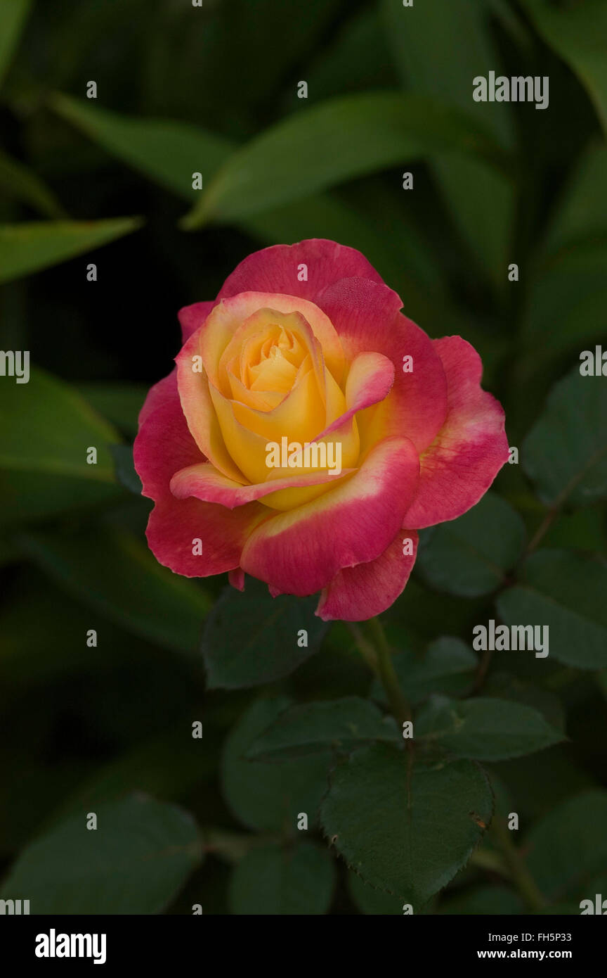 Peace tea rose hi-res stock photography and images - Alamy