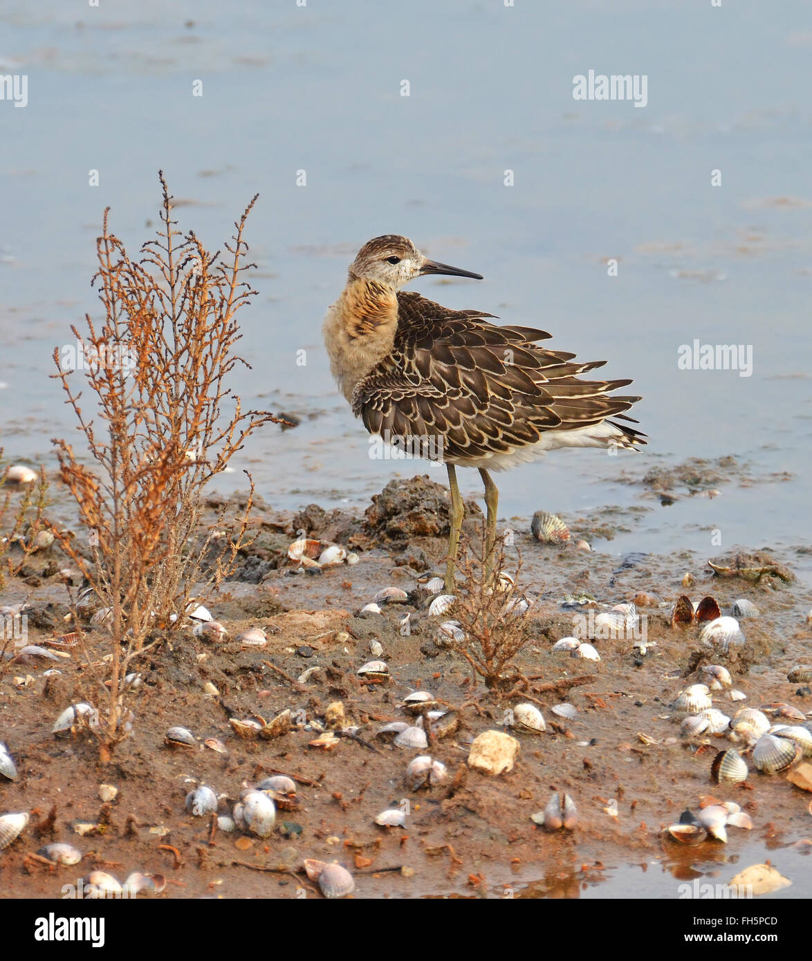 snipe in the marsh Stock Photo - Alamy