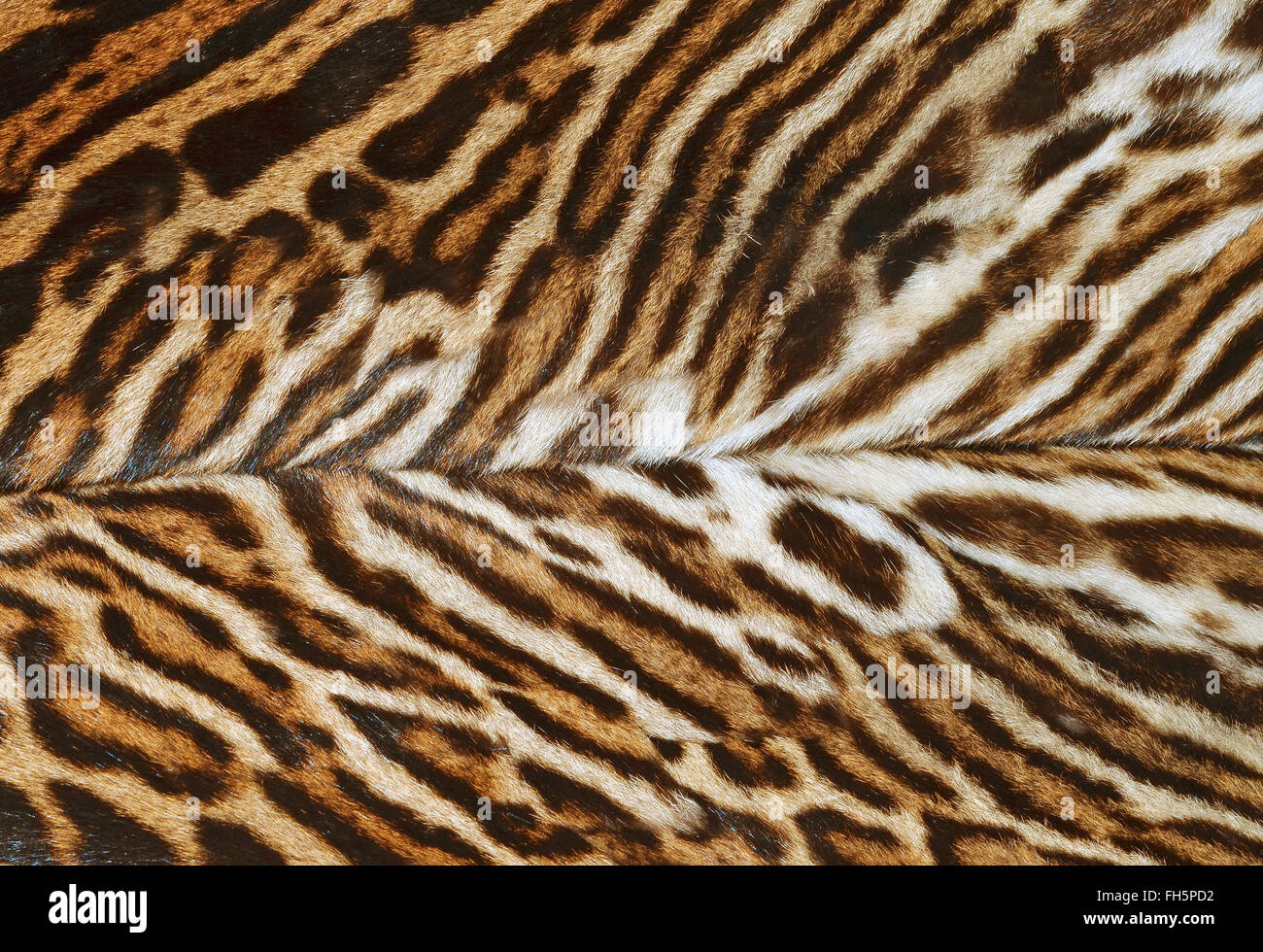 real skin of ocelot Stock Photo - Alamy