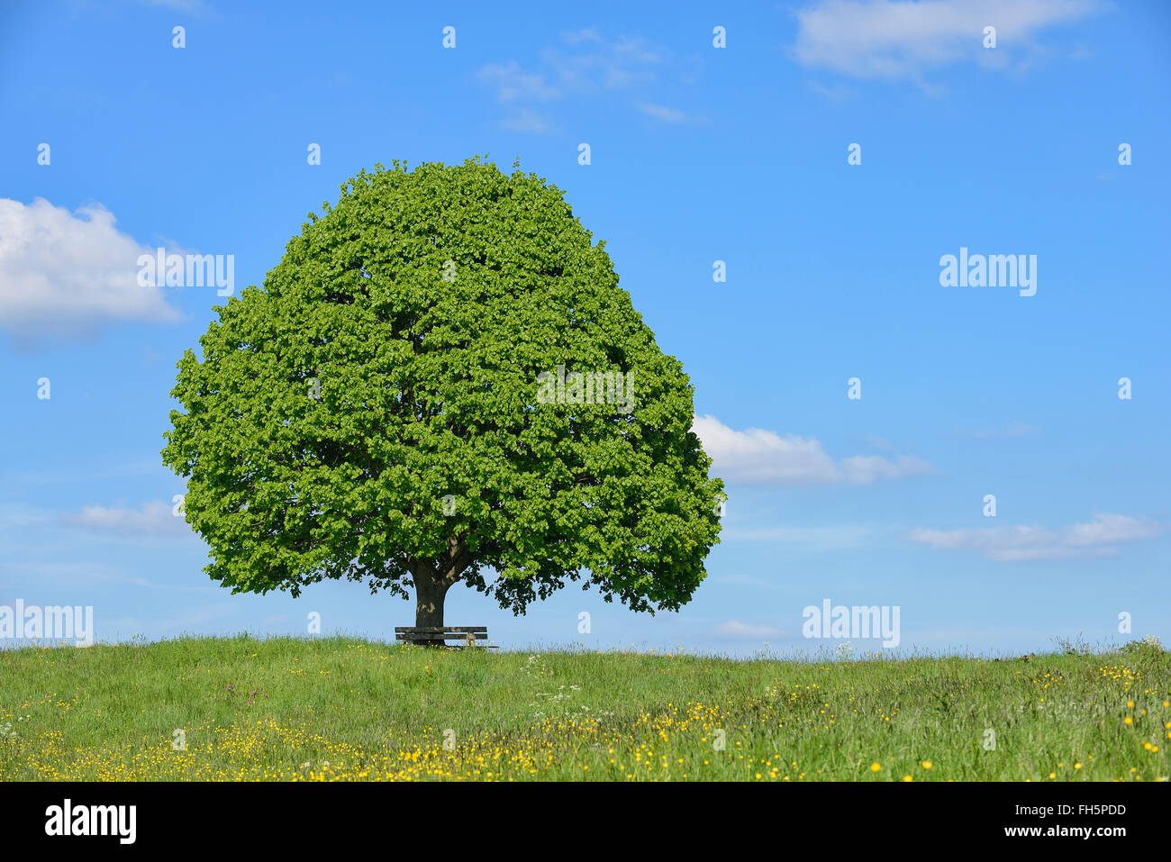 Meadow from worms eye view hi-res stock photography and images - Alamy
