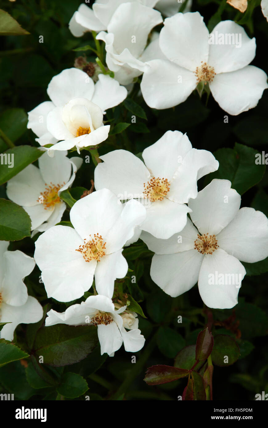 Rosa STARRY NIGHT, White, shrub rose Stock Photo - Alamy