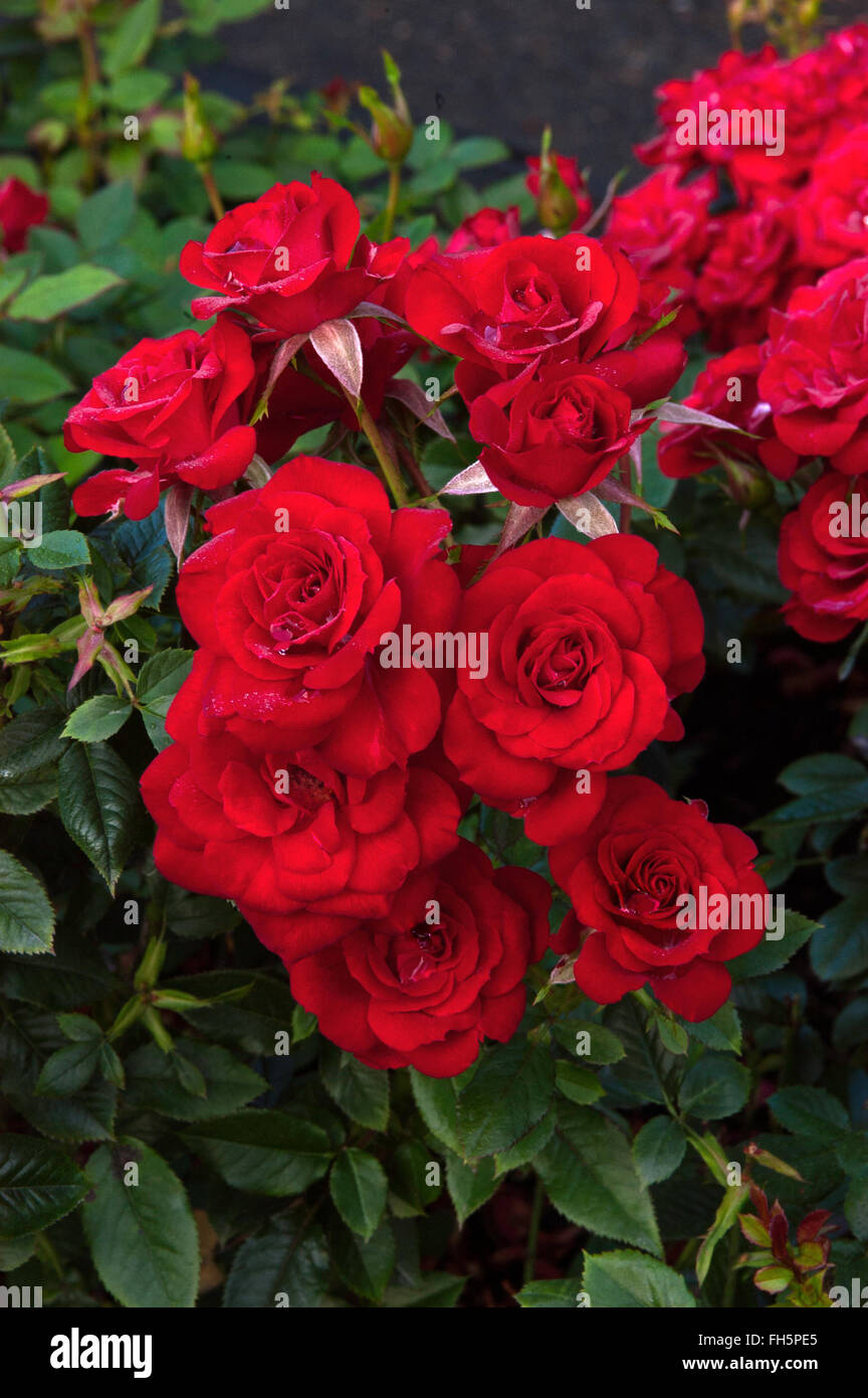 Rosa, Rose TIMELESS, hybrid tea Stock Photo - Alamy