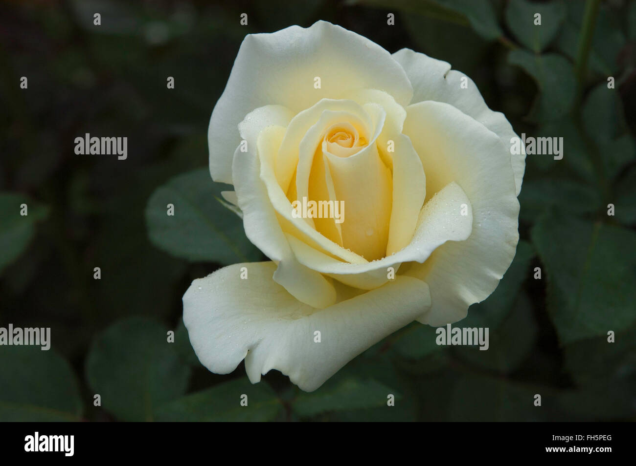 Rose white lightnin lightning grandiflora ruffled hi-res stock ...