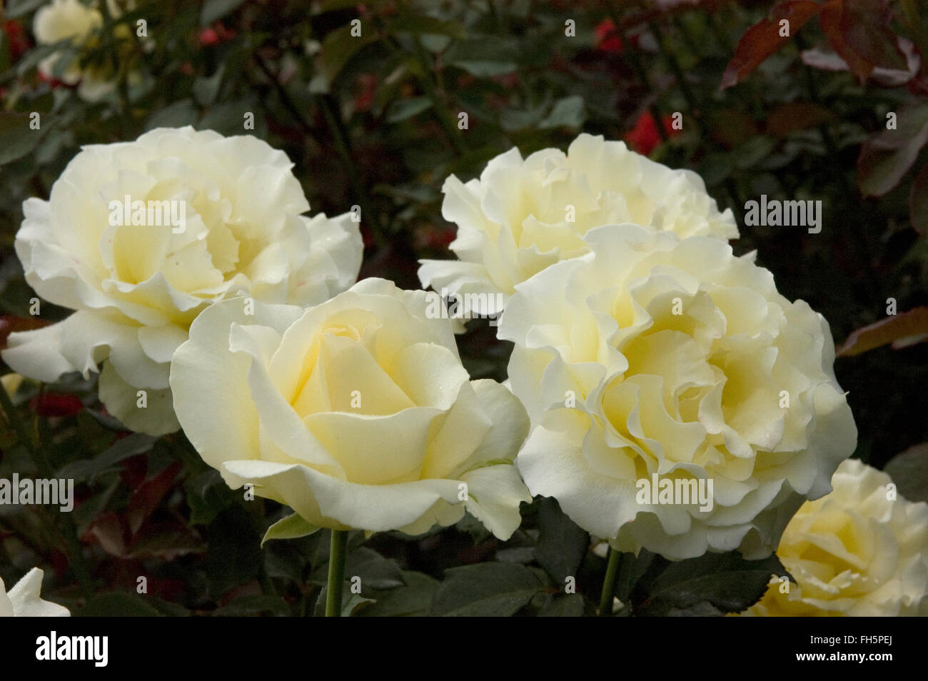 Rose white lightnin lightning grandiflora ruffled hi-res stock ...