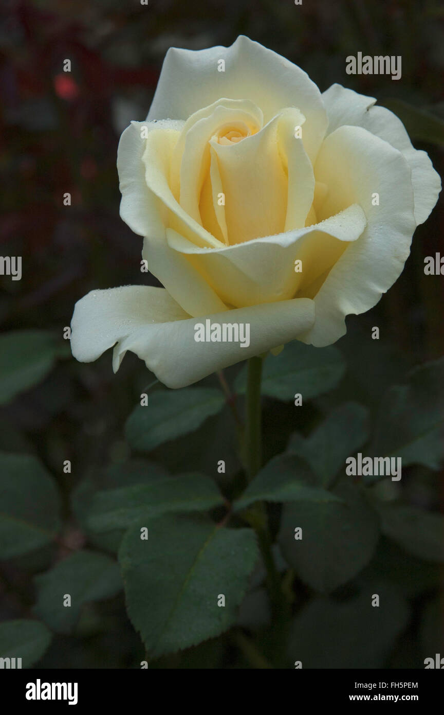 Rose white lightnin lightning grandiflora ruffled hi-res stock ...