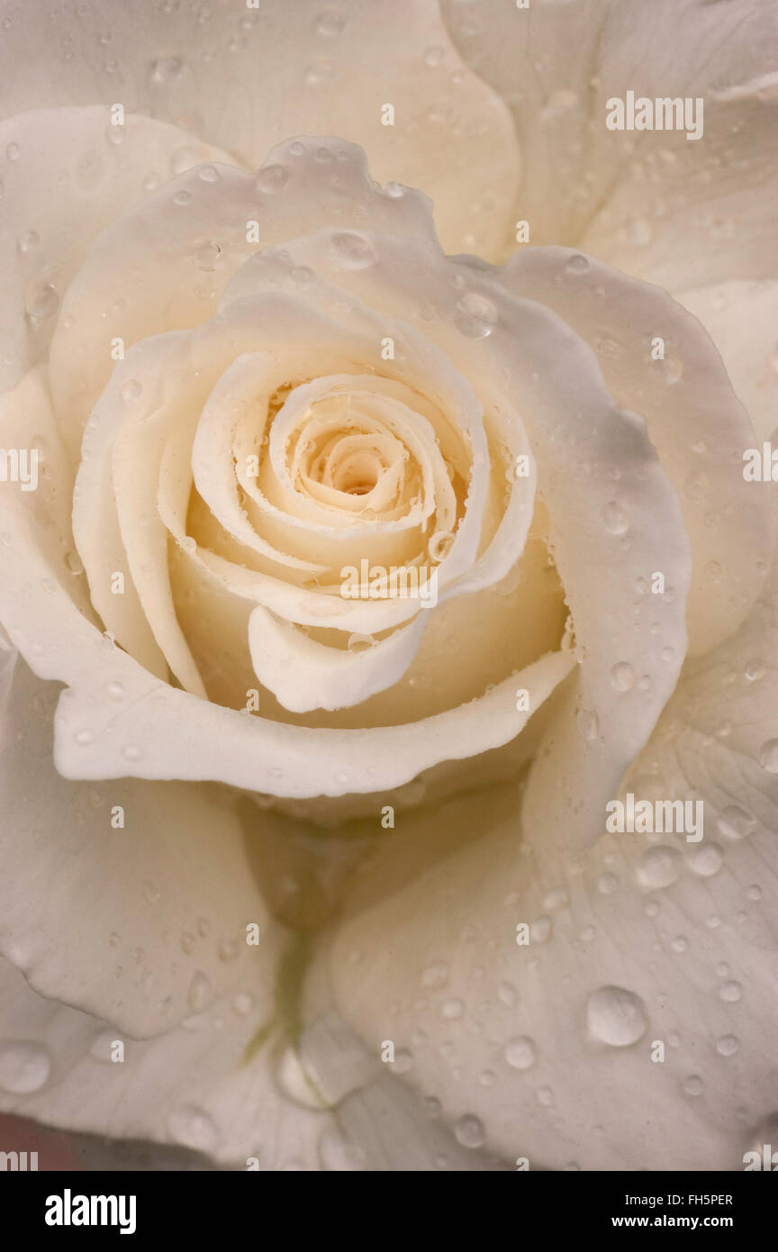 White masterpiece rose hi-res stock photography and images - Alamy