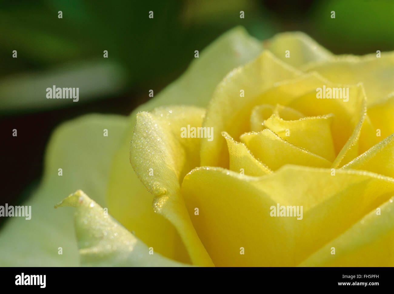 Patrick Rose High Resolution Stock Photography and Images - Alamy