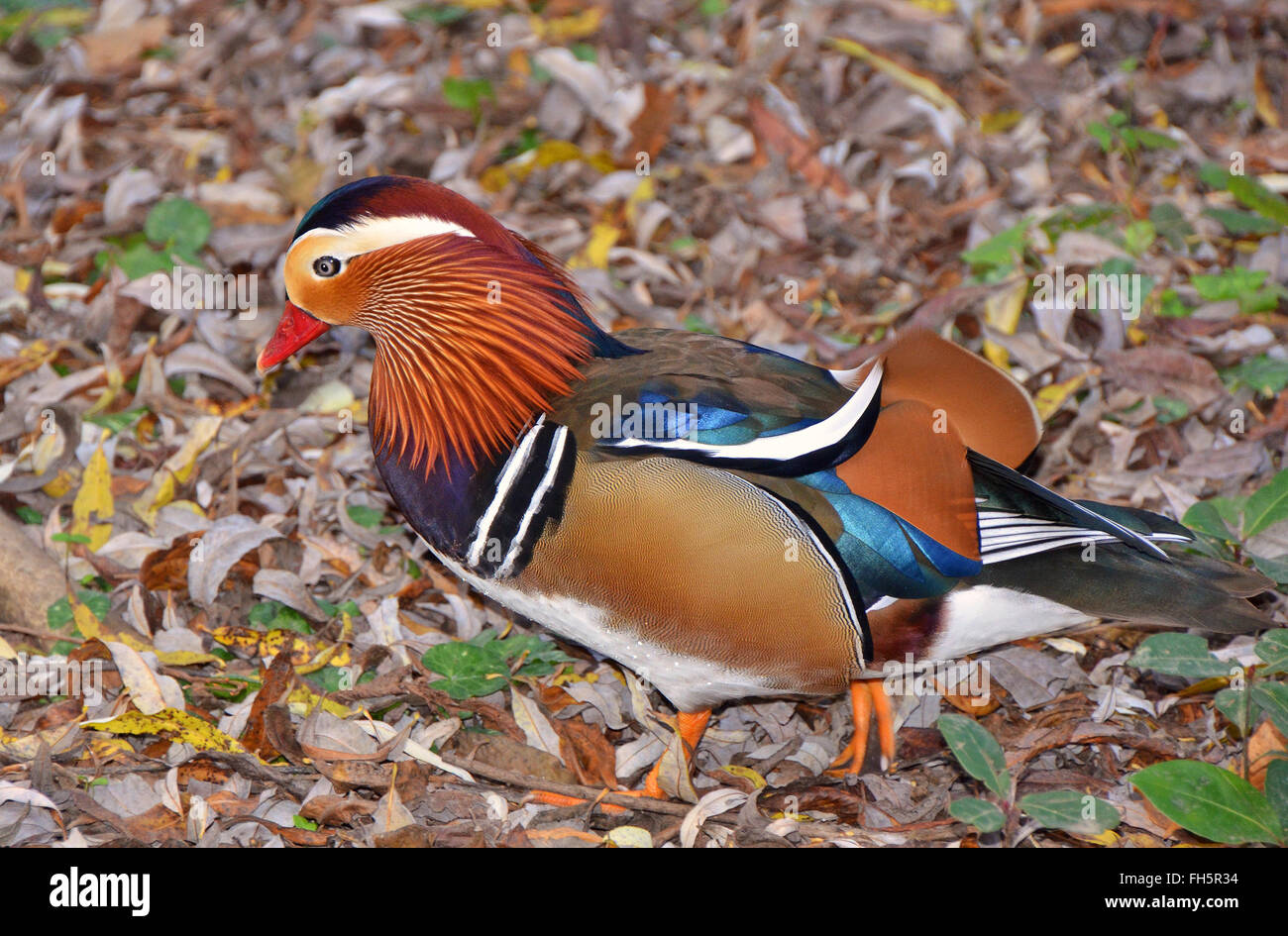 male of mandarin duck Stock Photo - Alamy