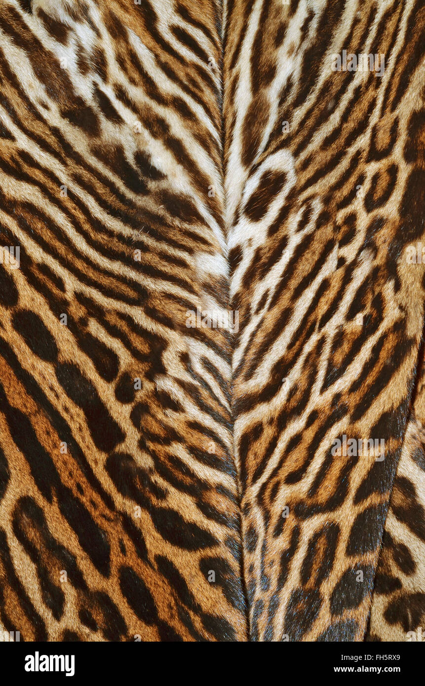 Ocelot texture hi-res stock photography and images - Alamy