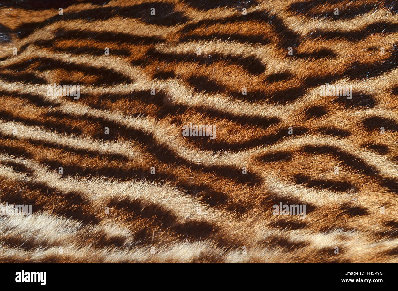 cat fur background Stock Photo - Alamy