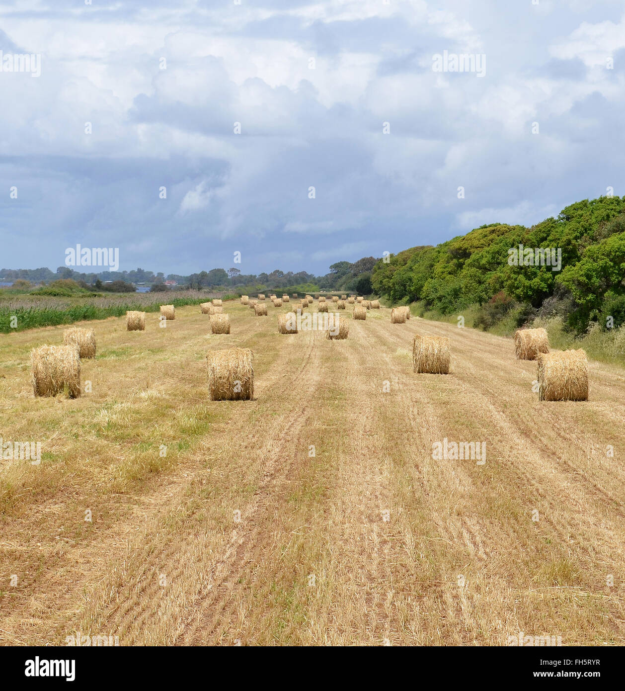 hay piles in the meadow Stock Photo - Alamy