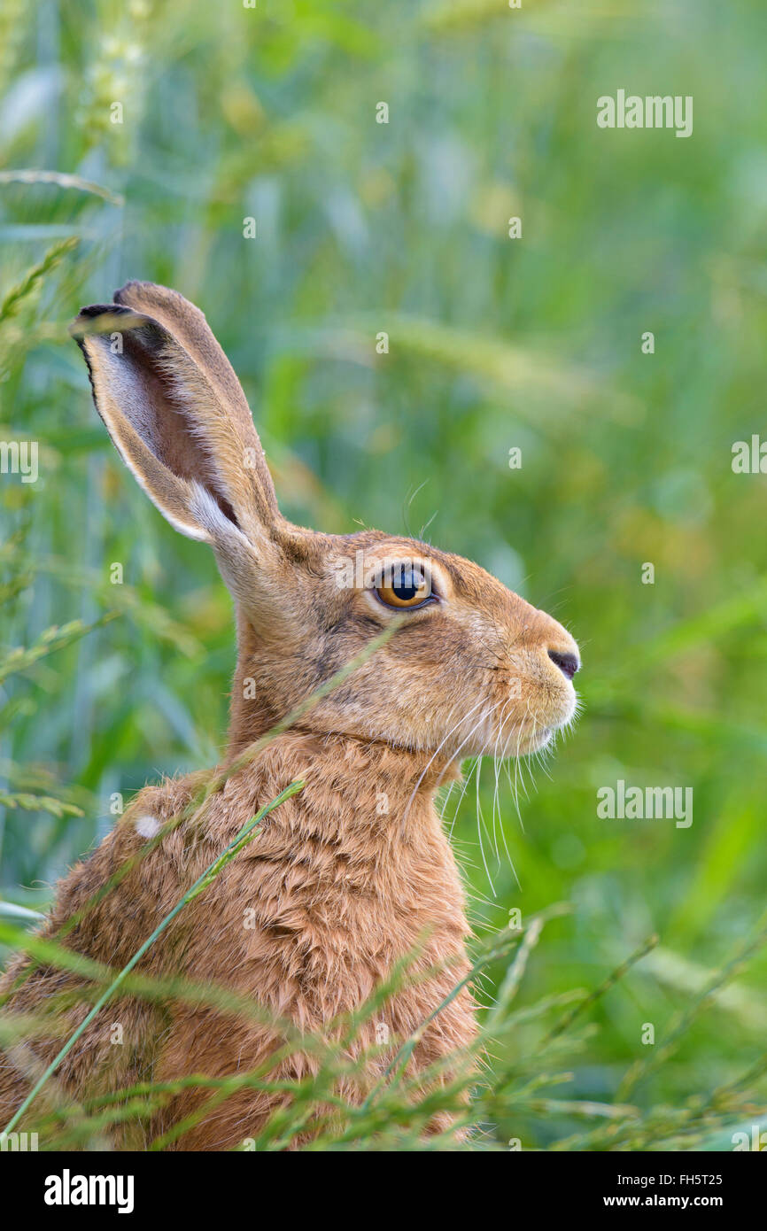 Side view portrait brown hare hi-res stock photography and images - Alamy