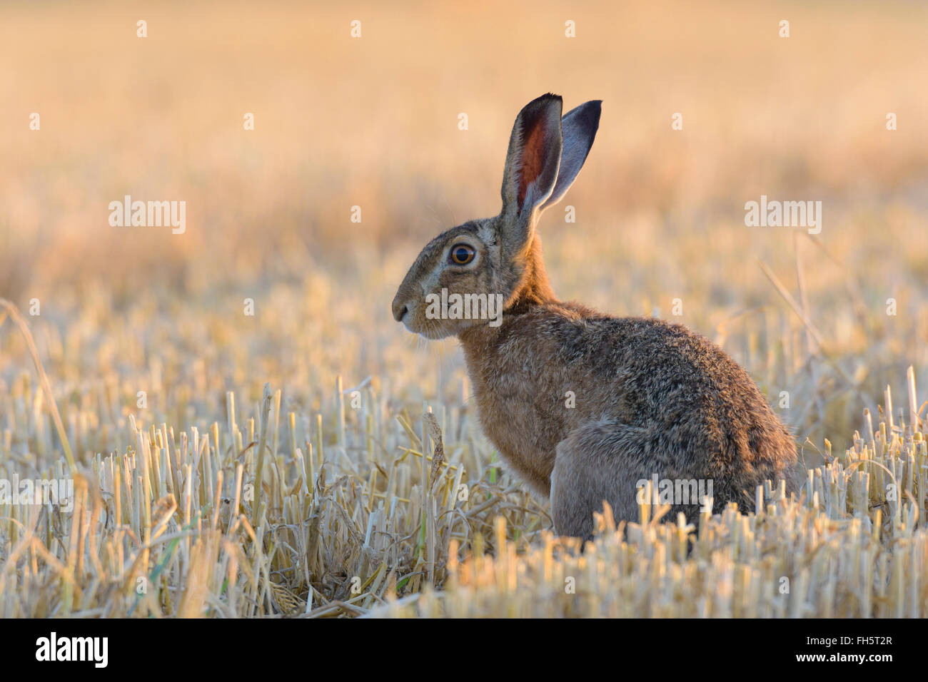 Side view portrait brown hare hi-res stock photography and images - Alamy
