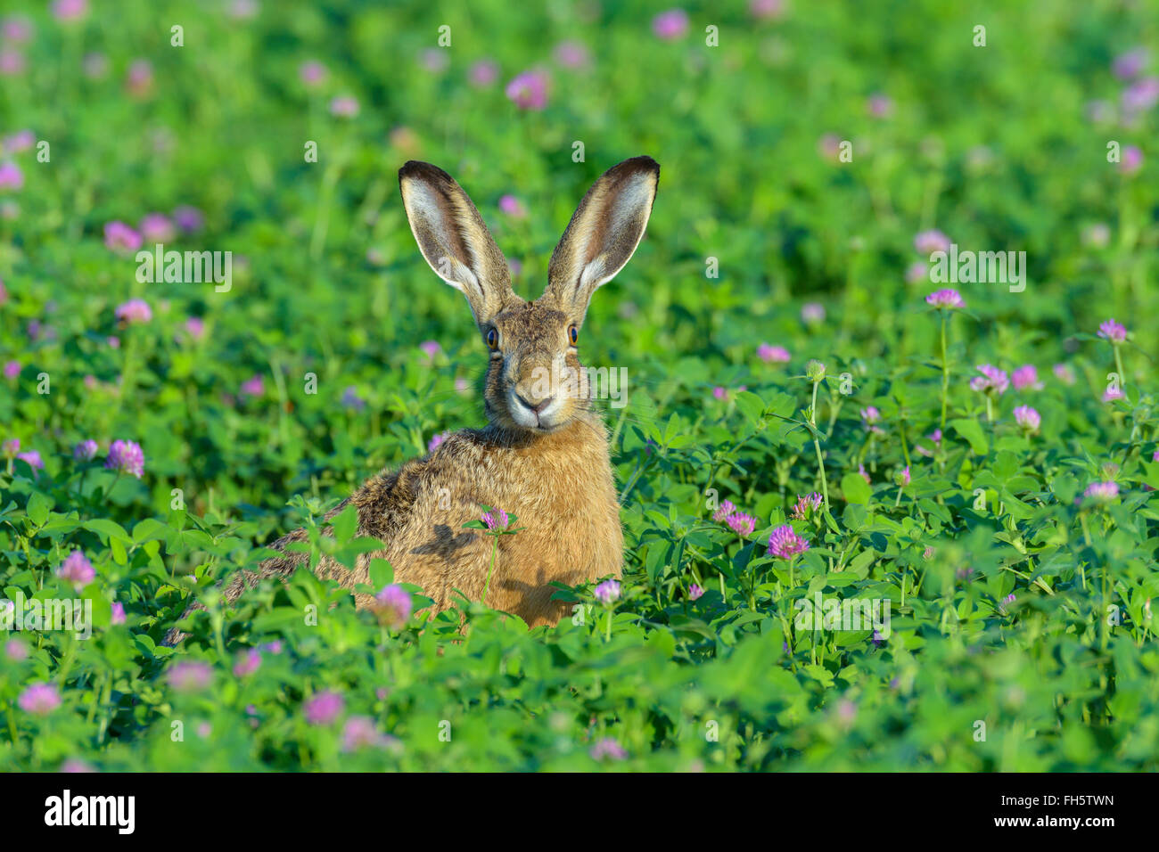 European Brown Hare (Lepus europaeus), Hesse, Germany Stock Photo - Alamy
