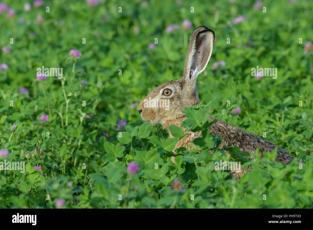 Side view portrait brown hare hi-res stock photography and images - Alamy