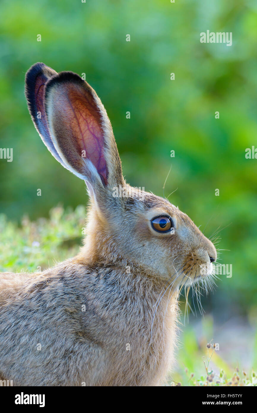 European Brown Hare (Lepus europaeus), Hesse, Germany Stock Photo - Alamy