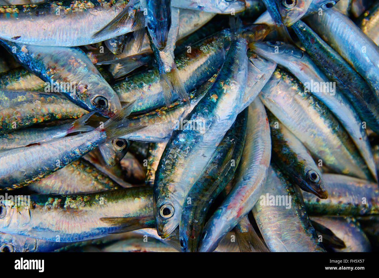 Sardines fresh fish in the fish market of Mediterranean sea Stock Photo ...