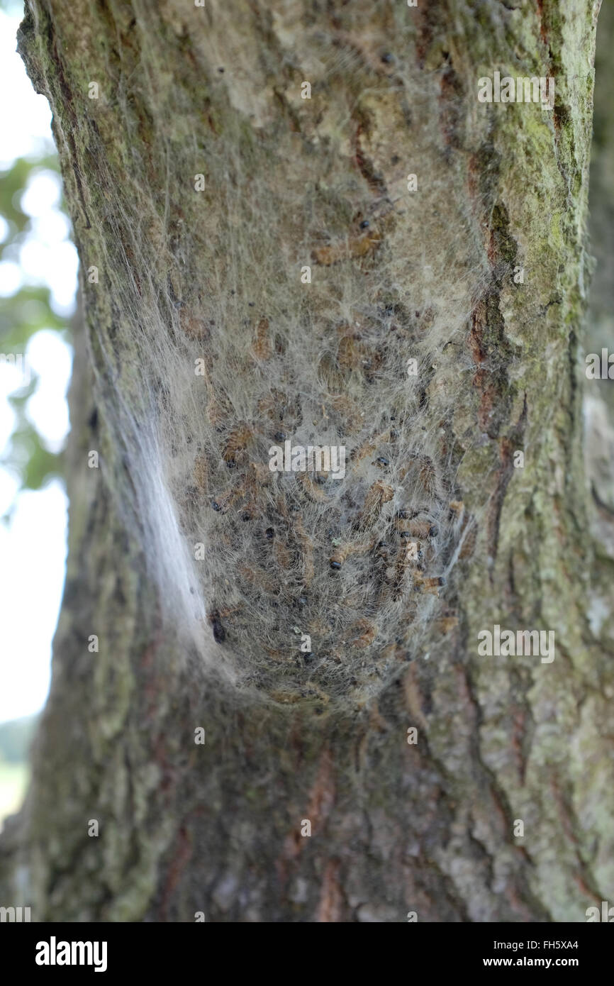 Oak processionary moth nest hi-res stock photography and images - Alamy