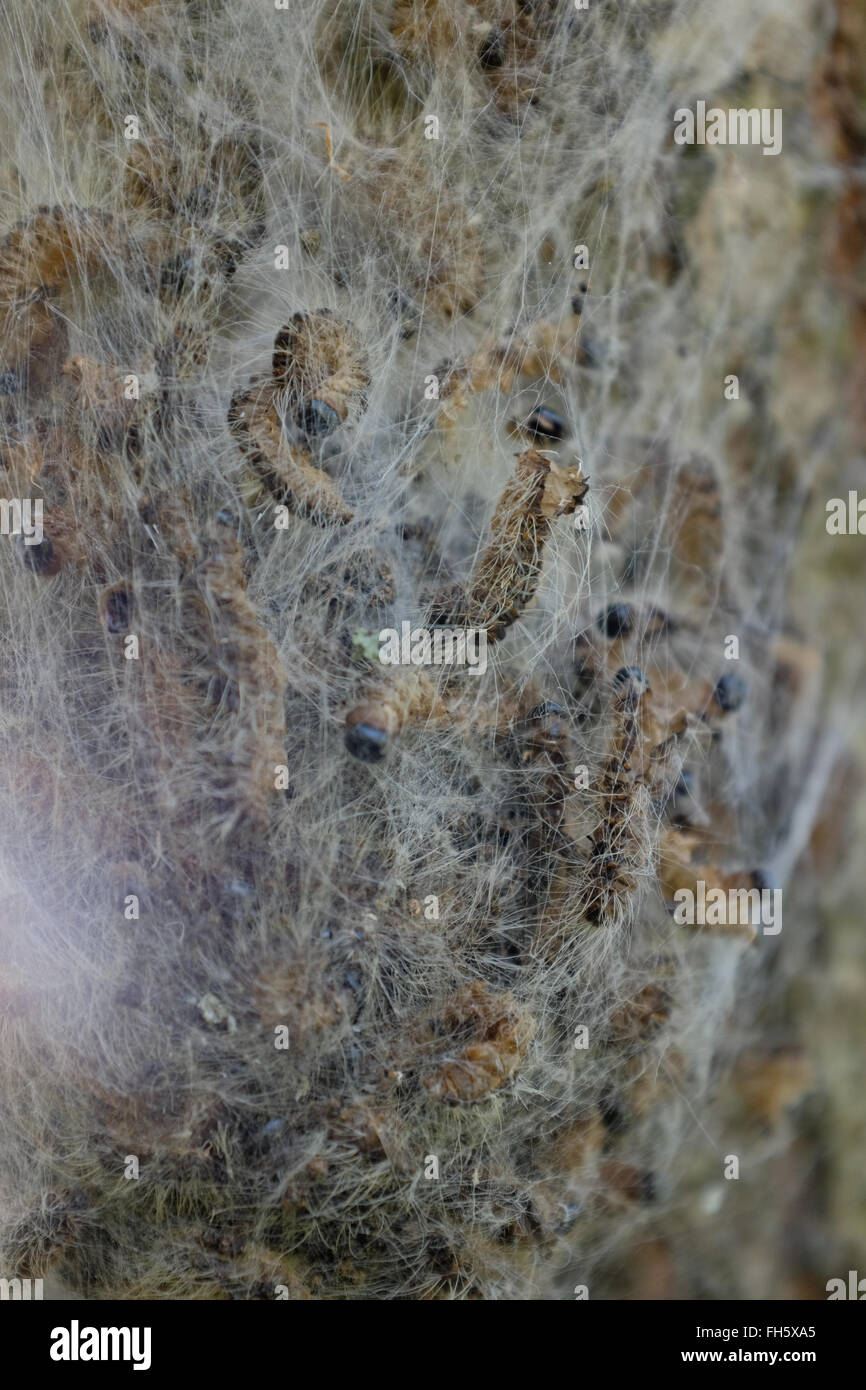 Oak Processionary Moth (Thaumetopoea processionea) larvae in their ...