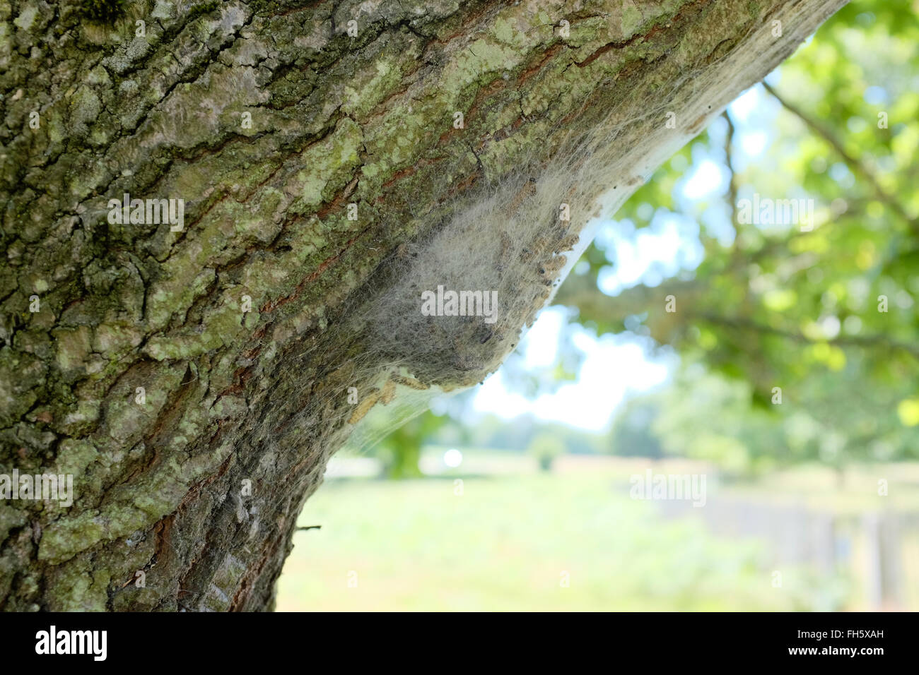 Oak Processionary Moth (Thaumetopoea processionea) larvae in their ...