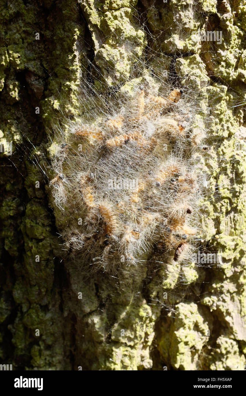 Oak Processionary Moth (Thaumetopoea processionea) larvae in their ...