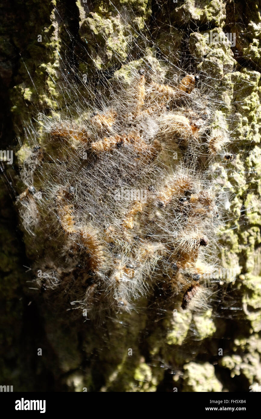 Oak processionary moth nest hi-res stock photography and images - Alamy