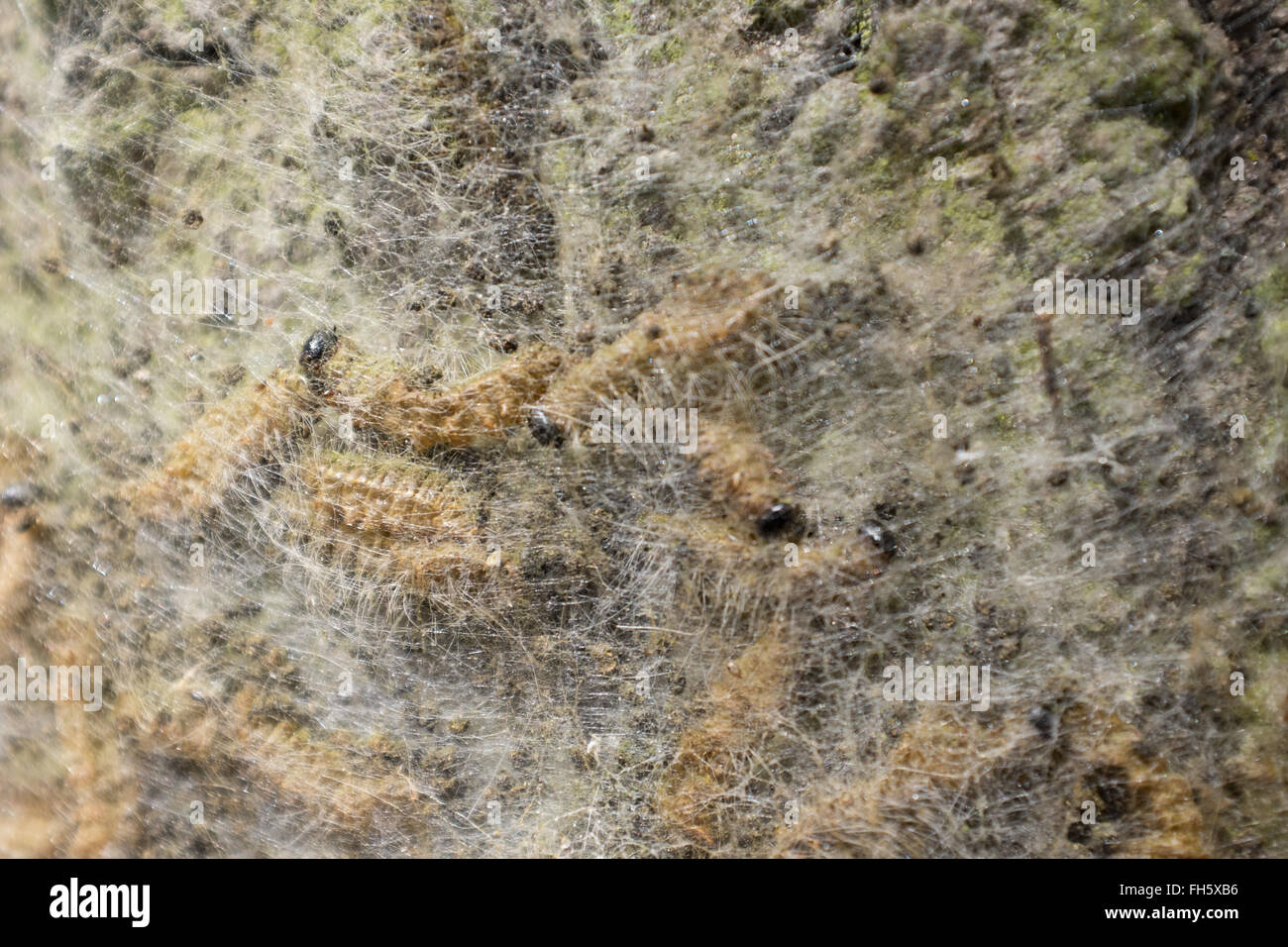 Oak Processionary Moth (Thaumetopoea processionea) larvae in their ...