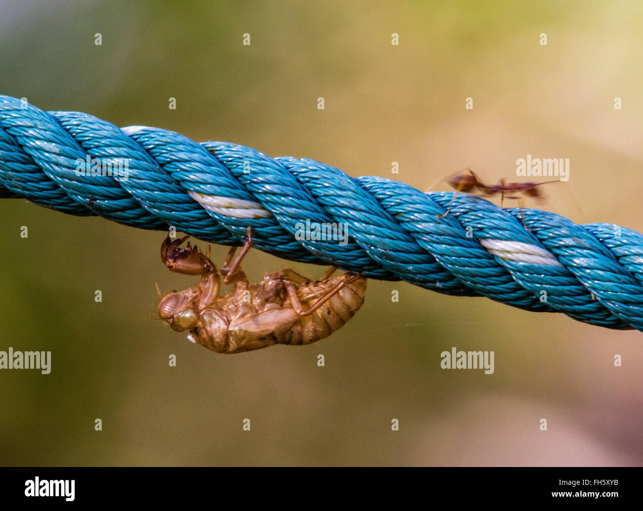 An ant rushes by an inverted exuvia of a mantis like insect attached to ...