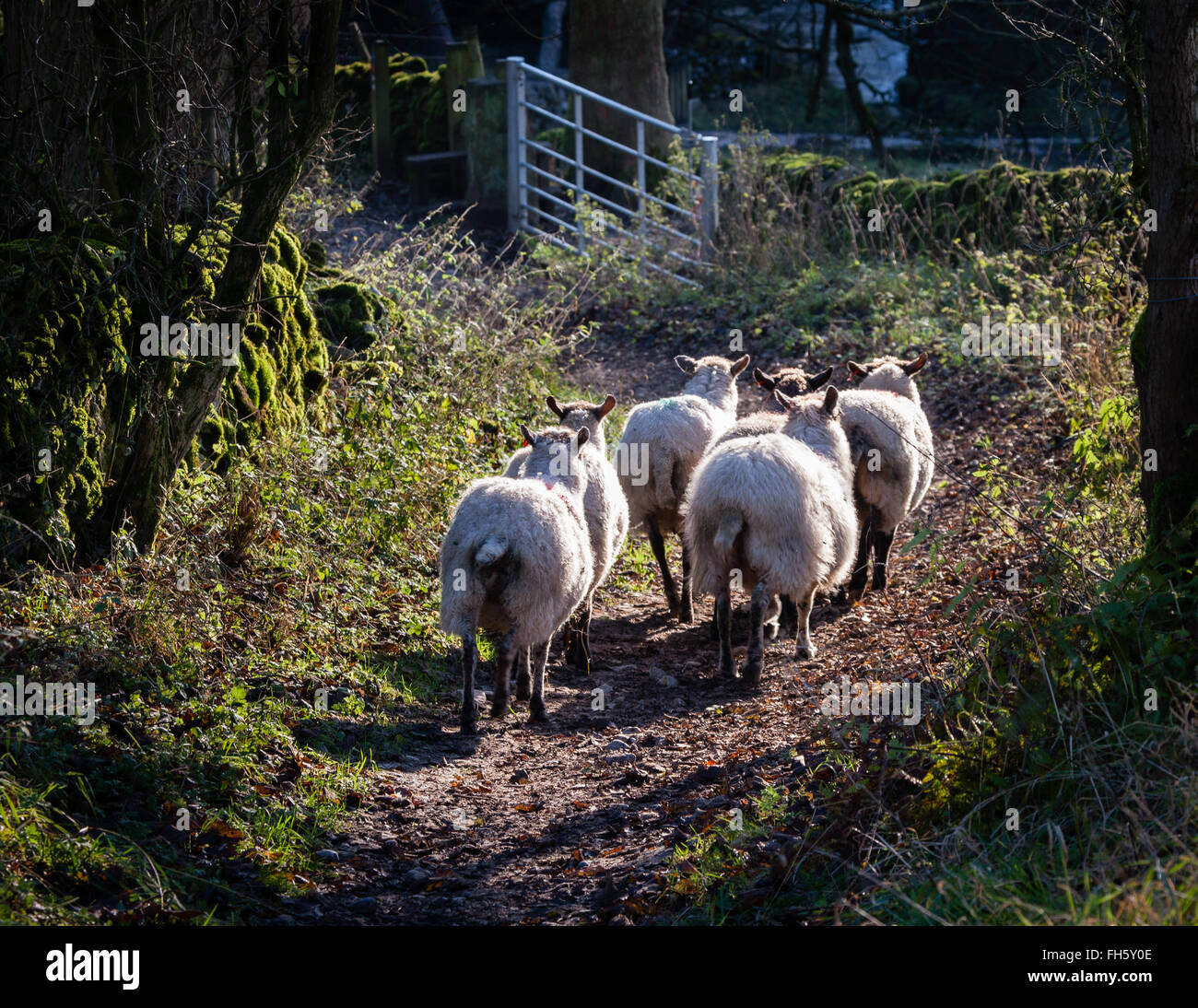 Sheep Gate Stock Photos & Sheep Gate Stock Images - Alamy