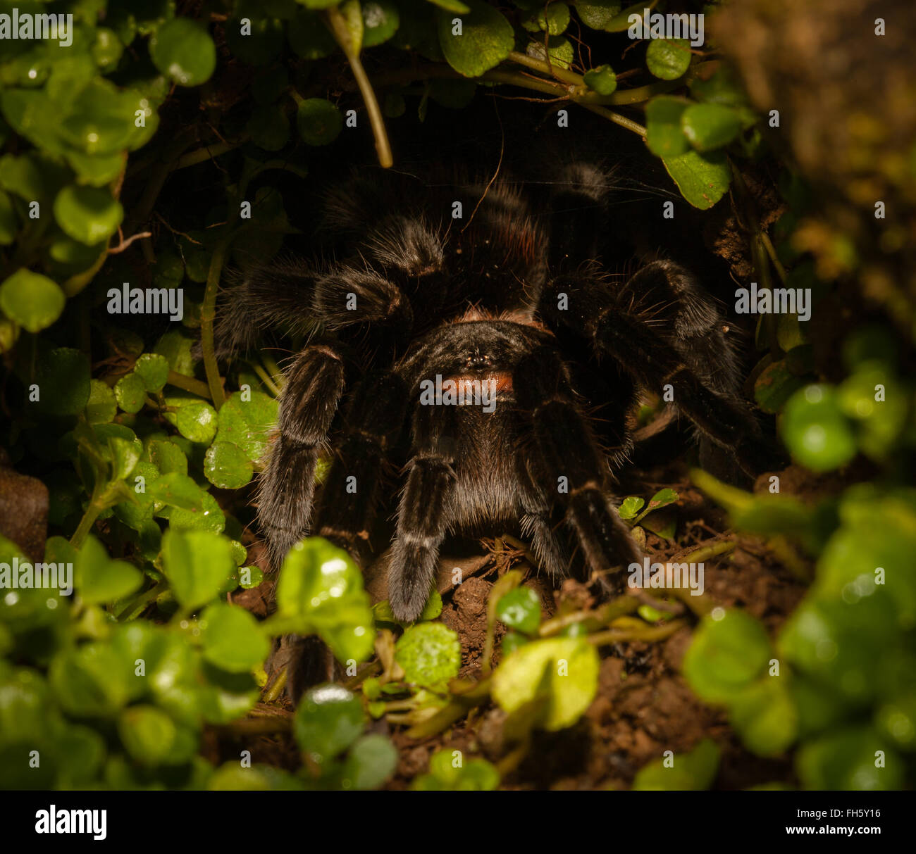 Large Tarantula spider in her lair on the rain forest floor of central ...