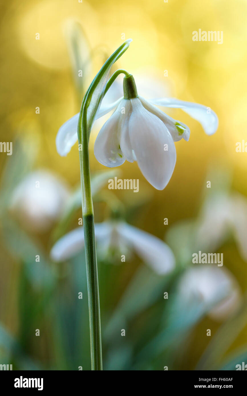 Early Spring flowering double Snowdrops, Flore Pleno Stock Photo - Alamy