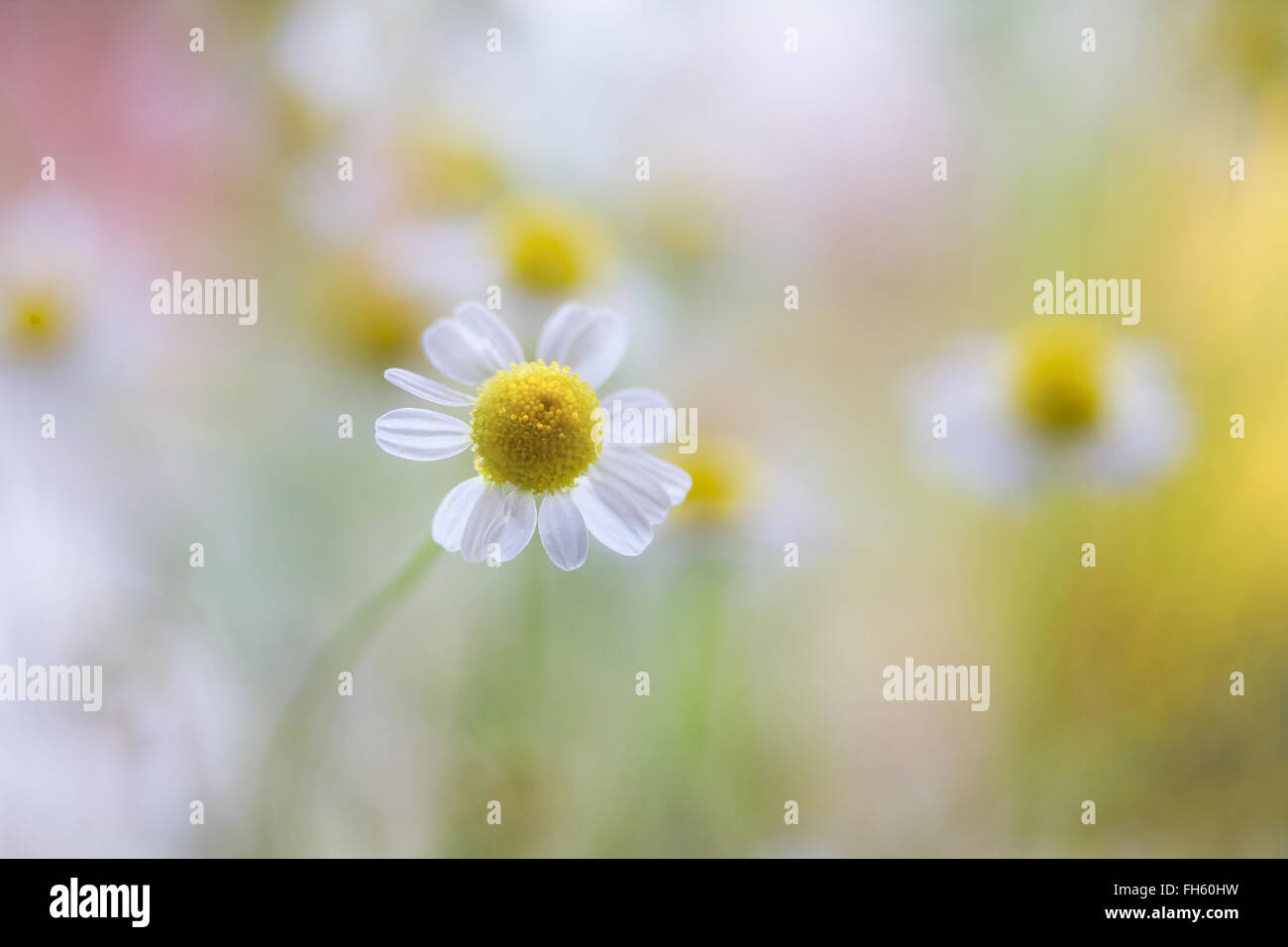 Chamomile flower photography hi-res stock photography and images - Alamy