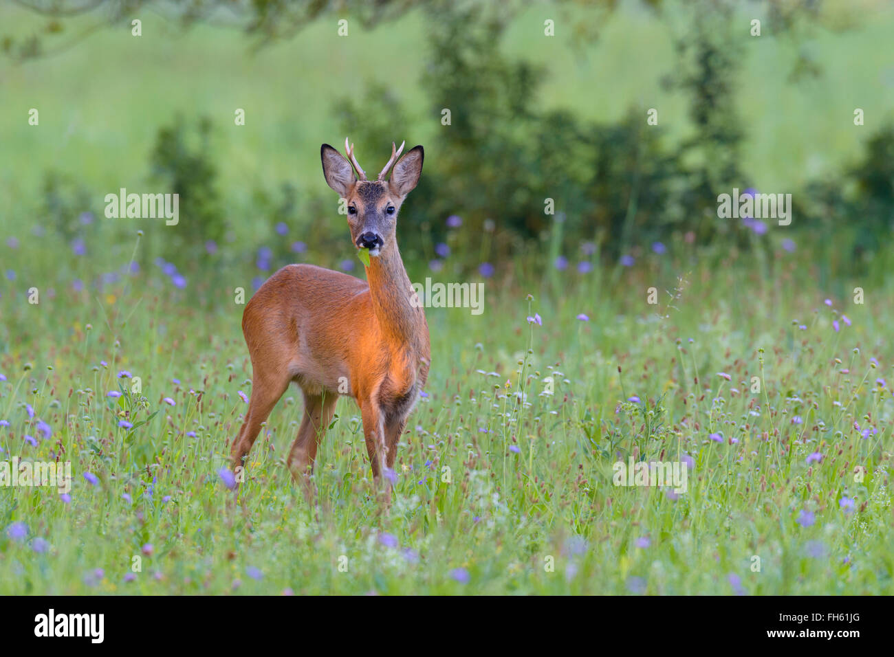 Western Roe Deer (Capreolus capreolus) on Meadow, Roebuck, Hesse ...