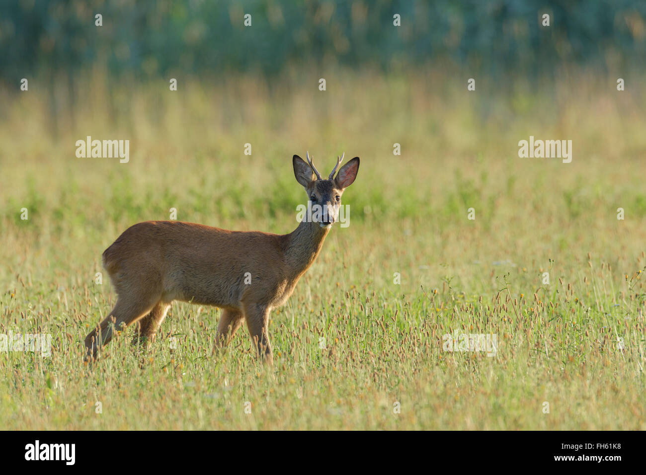 Western Roe Deer (Capreolus capreolus) on Meadow, Roebuck, Hesse ...