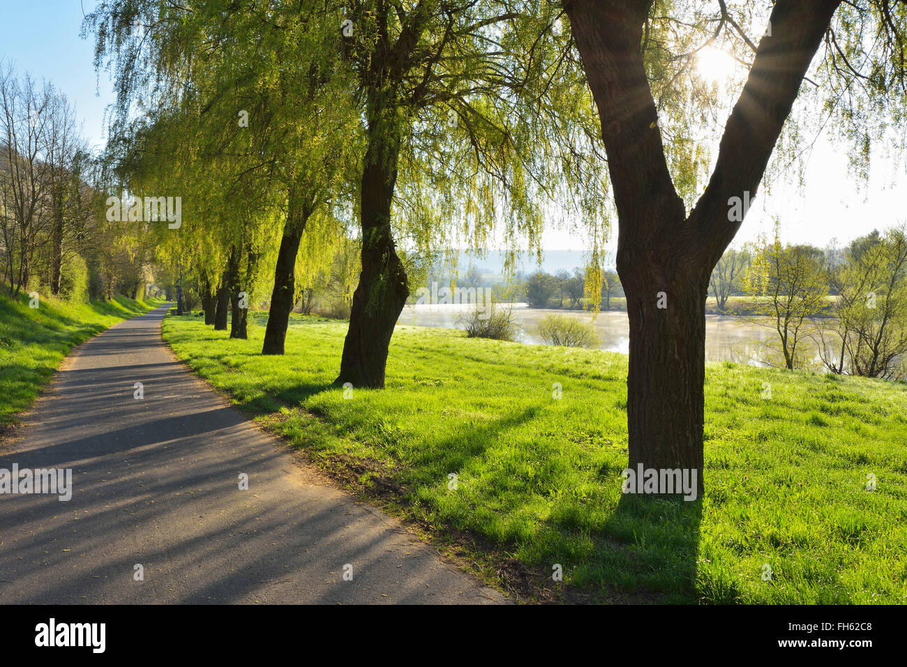Weeping willows salix babylonica hi-res stock photography and images ...