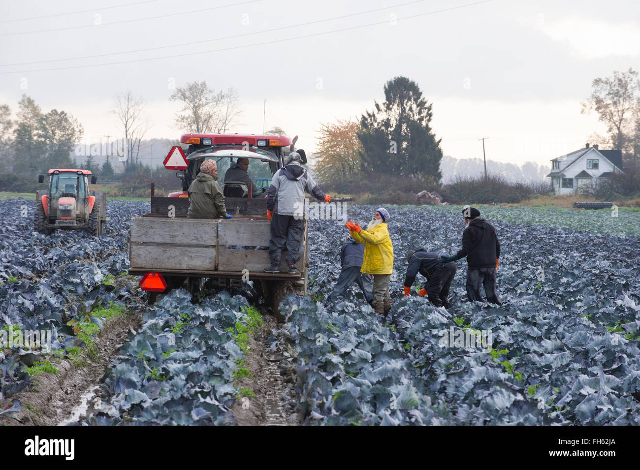 Farmers loading produce into truck hi-res stock photography and images ...