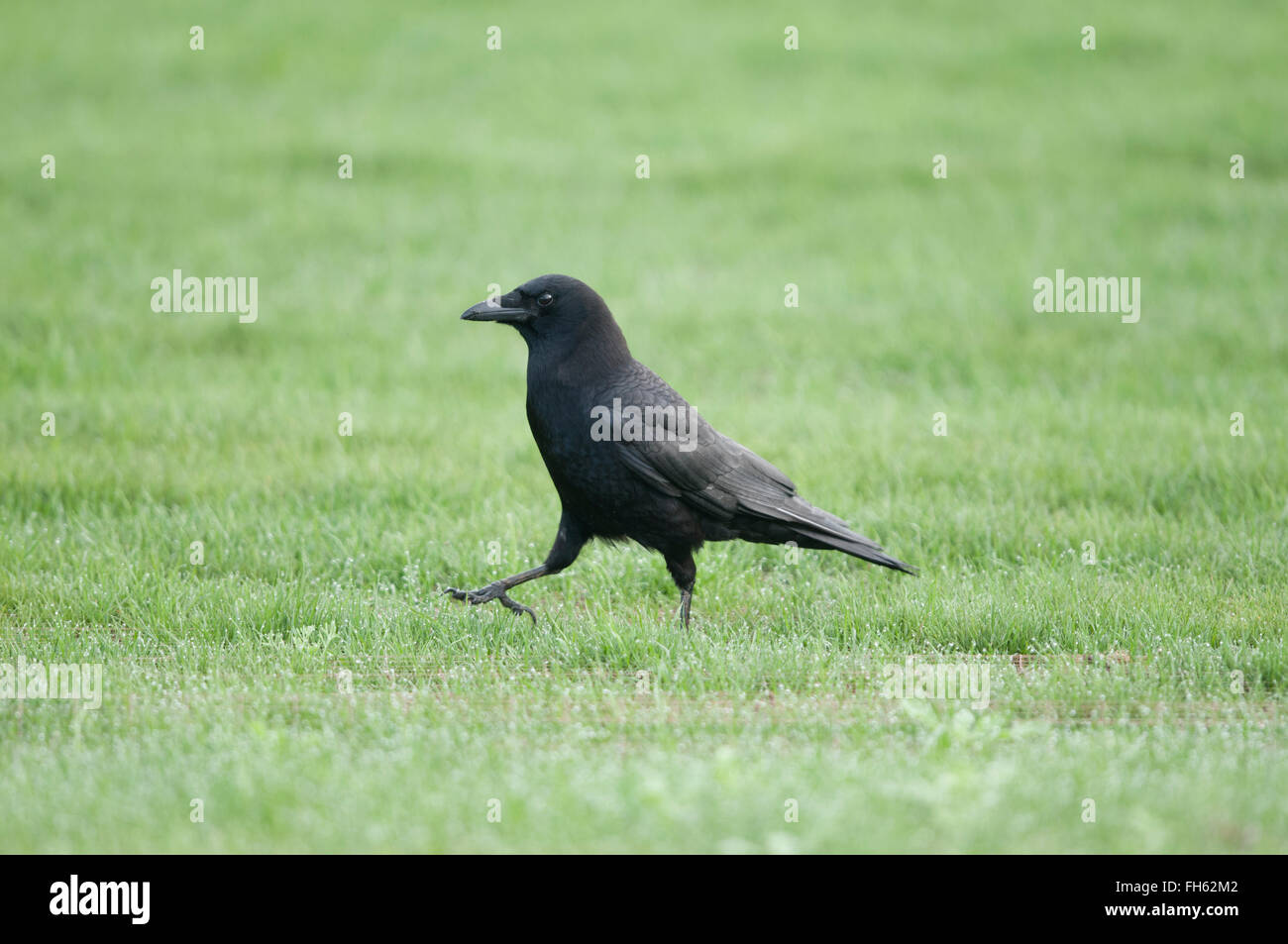 Black crow walking on grass Stock Photo - Alamy