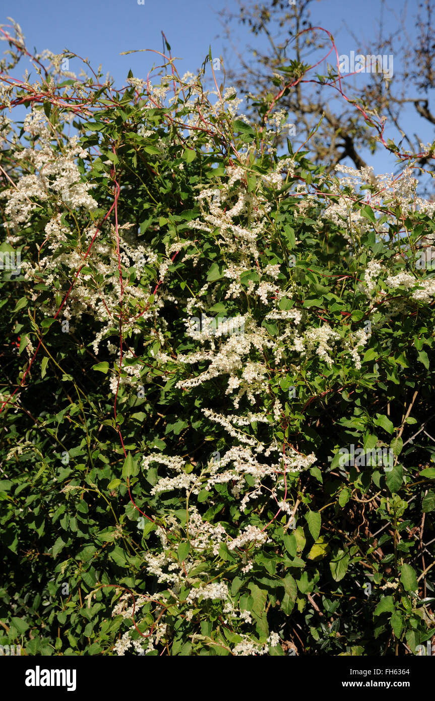 Polygonum baldschuanicum hi-res stock photography and images - Alamy
